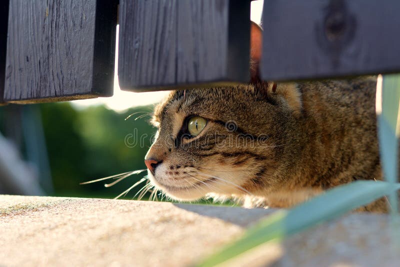 Cute curious cat stock photo. Image of awakening, mammal - 55140882