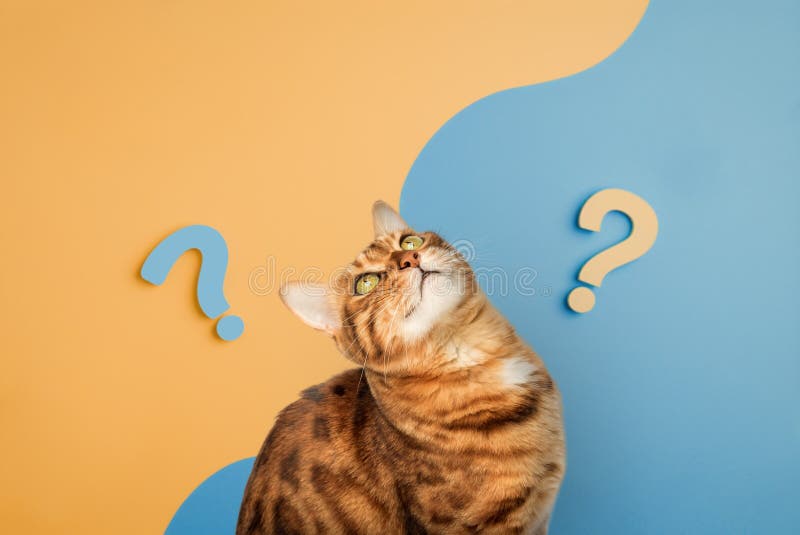 Cute Curious Cat with Question Marks Stock Image - Image of beast ...