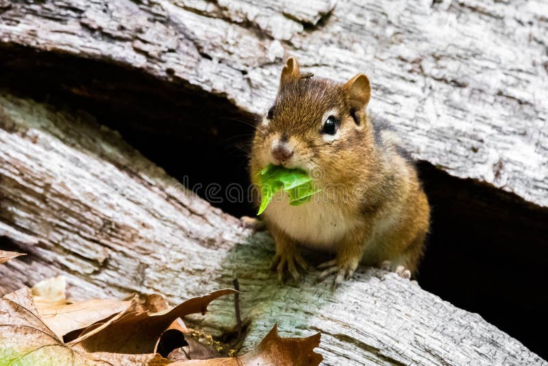 Curious Chipmunk stock photo. Image of squirrel, tree - 4134014