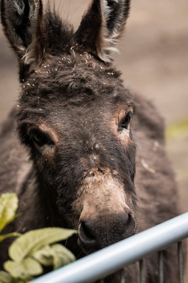 A Cute and Curious Donkey Closeup Portrait Stock Image - Image of mule ...