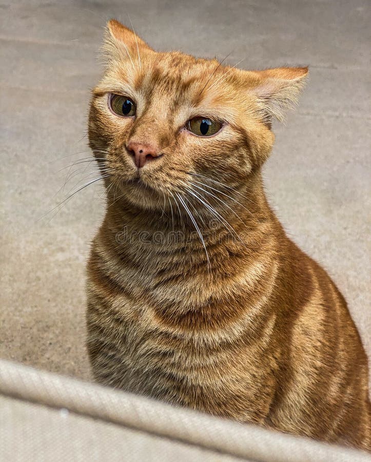 Curious orange tabby cat stock image. Image of light - 167917815