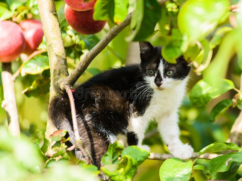 Cute Curious Kitten Cat Climbing Tree Ready To Jump Stock Image - Image ...