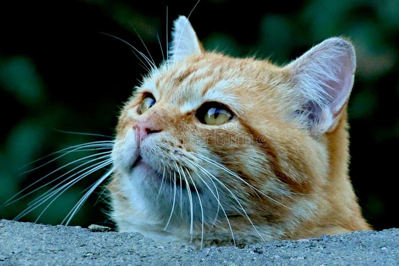 Cautious Young Cat Close-up Portrait Stock Image - Image of close ...