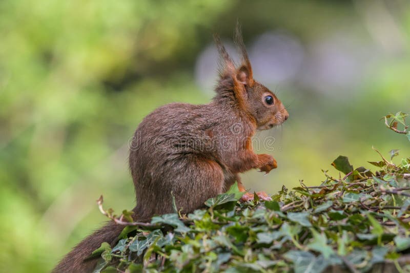 Cute, Curious Squirrel Perched Atop a Hedge Looking Aside Stock Image ...