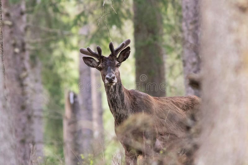 Cute curious wild red deer stock photo. Image of natural - 178086096