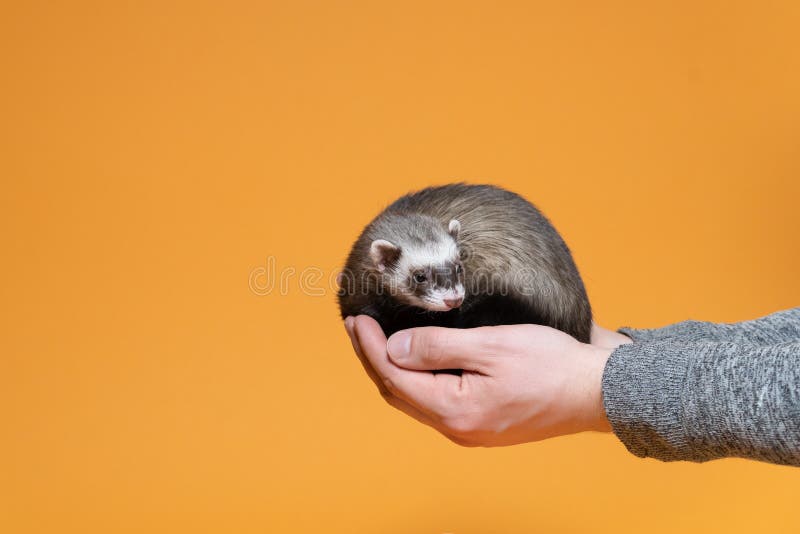Cute Curled Up Sleeping Wolf Stock Photo - Image of snowy, sleeping ...