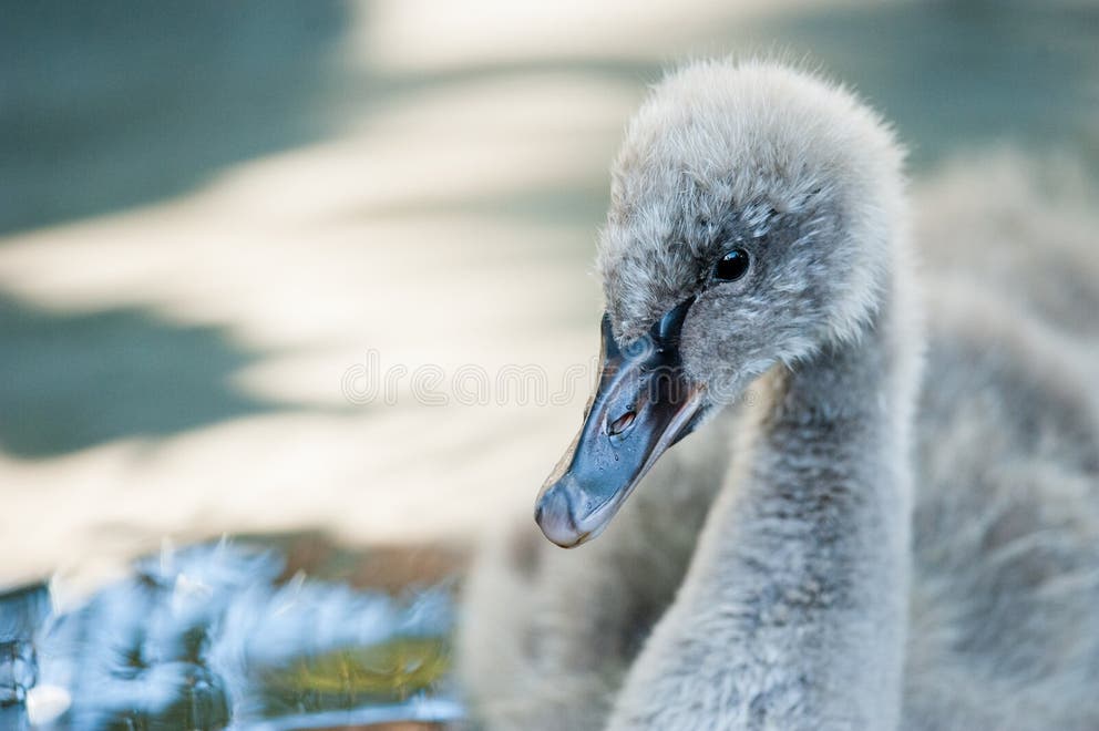 Cute cygnet in water stock image. Image of tranquil, cute - 60017941
