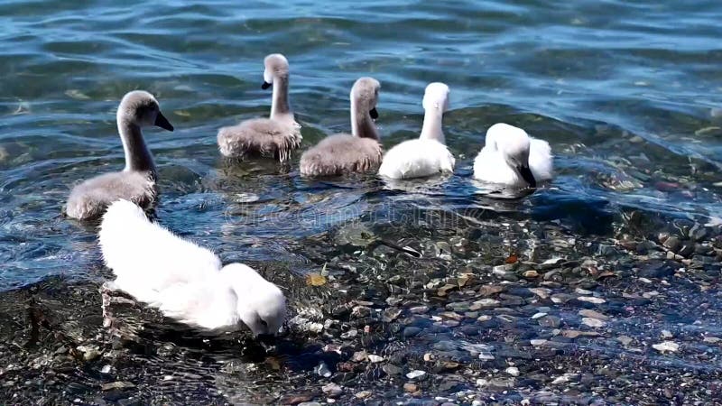 Cygnets feeding in a lake stock video. Video of water - 258813205