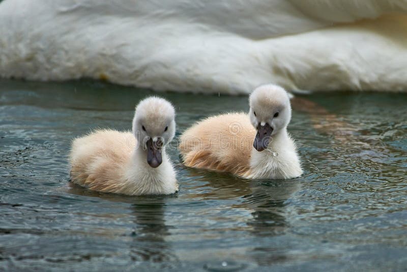 Cute Cygnets of a Mute Swan, Cygnus Olor Stock Photo - Image of cute ...
