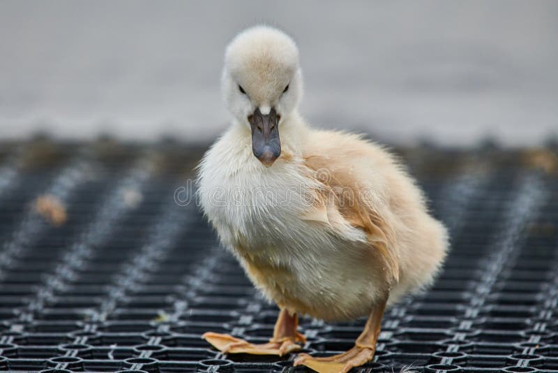 Cute Cygnets of a Mute Swan, Cygnus Olor Stock Photo - Image of closeup ...