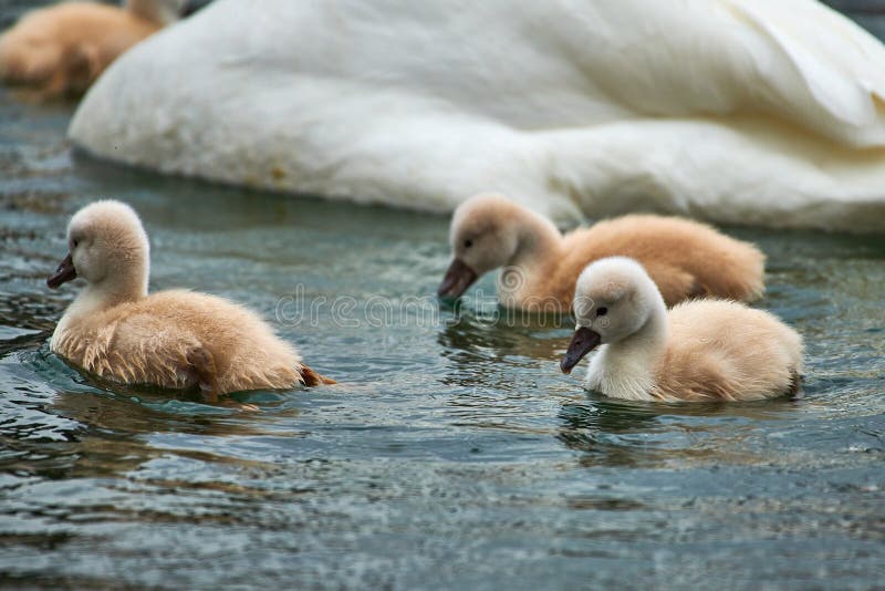Cute Cygnets of a Mute Swan, Cygnus Olor Stock Photo - Image of cygnus ...