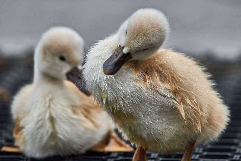 Cute Cygnets of a Mute Swan, Cygnus Olor Stock Photo - Image of ...