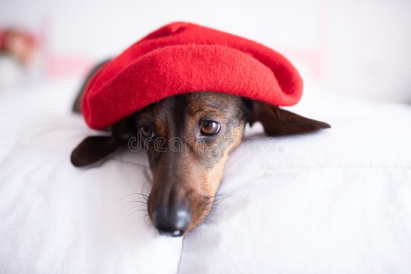 Cute Dachshund Dog in a Red Beret. Stock Photo - Image of portrait ...