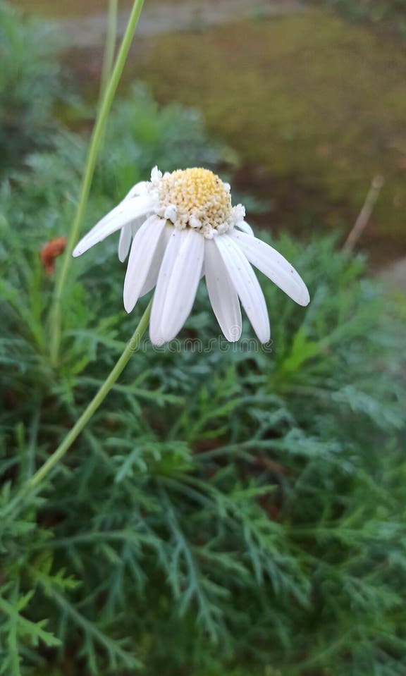 Cute Daisy flower immagine stock. Immagine di carino - 200194379