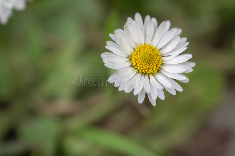 Cute daisy stock photo. Image of blossom, meadow, daisy - 270884810