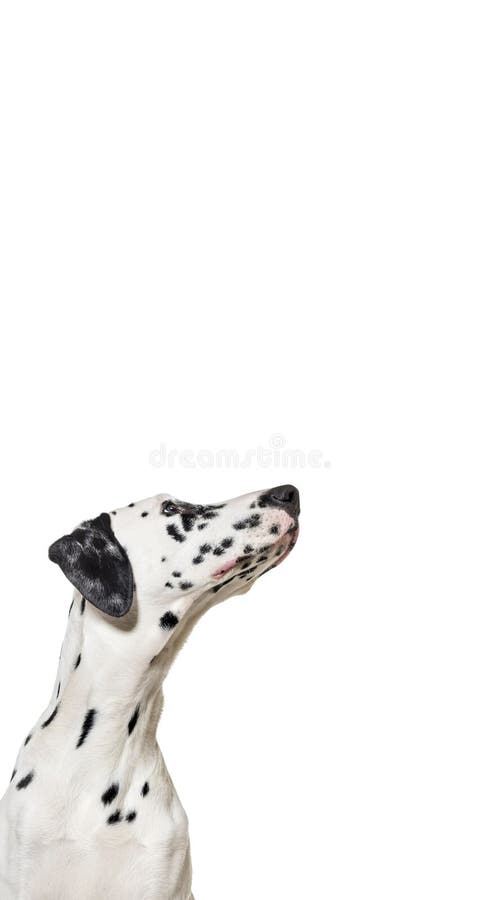Cute Dalmatian Dog Up, Vertical Web Banner with Empty Blank Place for ...