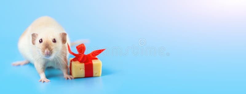Cute Decorative Rat with Cheese Gift and Red Bow on a Blue Background ...