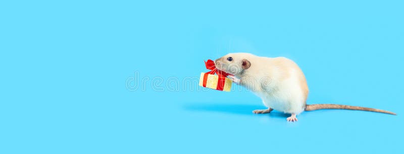 Cute Decorative Rat with Cheese Gift and Red Bow on a Blue Background ...