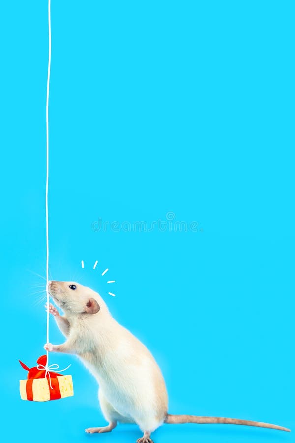 Cute Decorative Rat with Cheese Gift and Red Bow on a Blue Background ...