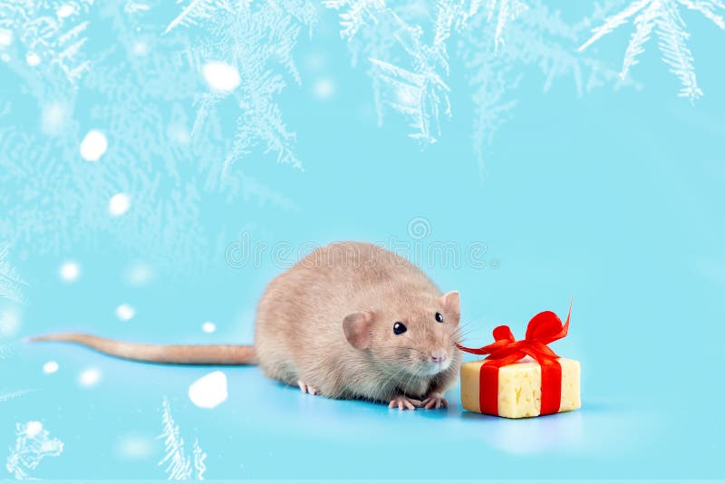 Cute Decorative Rat with Cheese Gift and Red Bow on a Blue Background ...