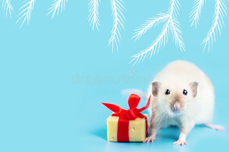 Cute Decorative Rat with Cheese Gift and Red Bow on a Blue Background ...