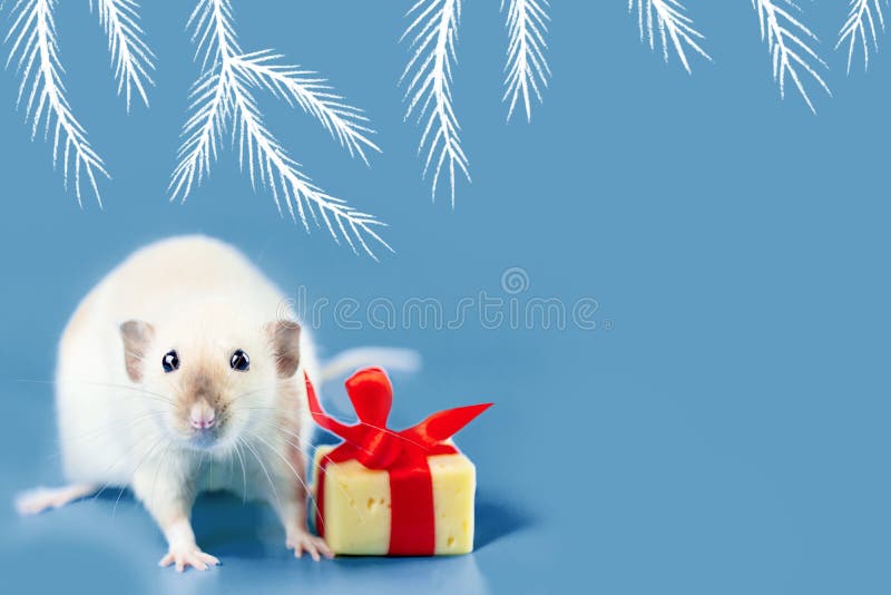 Cute Decorative Rat with Cheese Gift and Red Bow on a Blue Background ...
