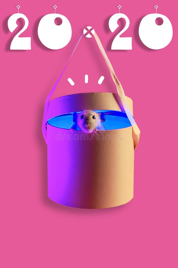 Cute Decorative Rat in the Gift and 2020 Neon Sign with Shadow on Pink ...