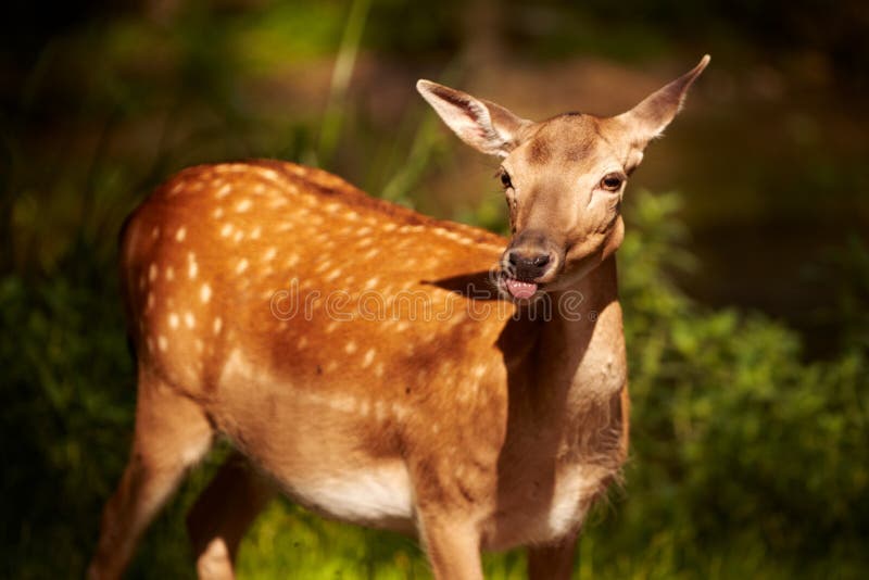 Funny Deer Face stock image. Image of cautious, brown, careful - 606745