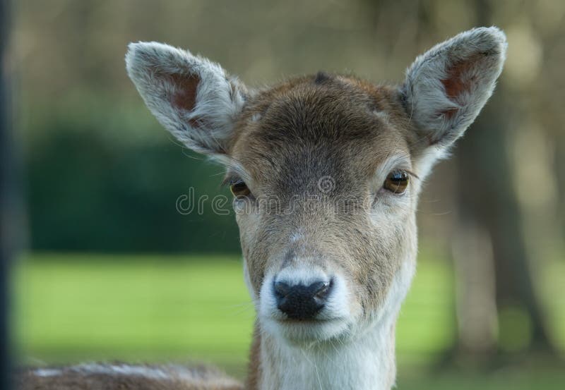 Cute Deer Picture. Image: 4487387