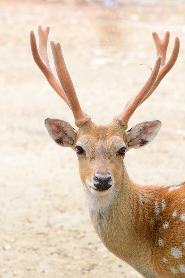 Cute deer stock photo. Image of head, cute, deer, wildanimal - 69769718