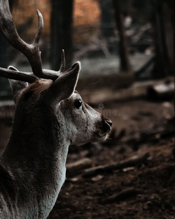 Cute Deer in the Forest of Thessaloniki Stock Image - Image of head ...