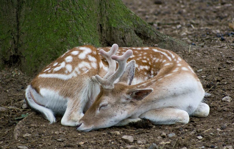 A Deer Laying in the Grass Under a Bush Near Some Bushes Stock Image ...