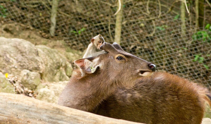 Cute deer and monkey stock photo. Image of buck, monkey - 30515766