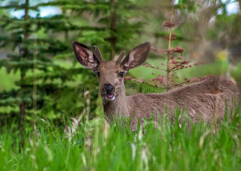 Cute Deer Outside in a Park Stock Image - Image of alberta, view: 187035191