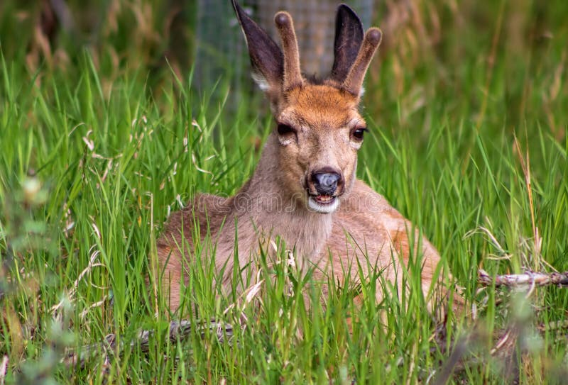 Cute Deer Outside in a Park Stock Photo - Image of alberta, trees ...