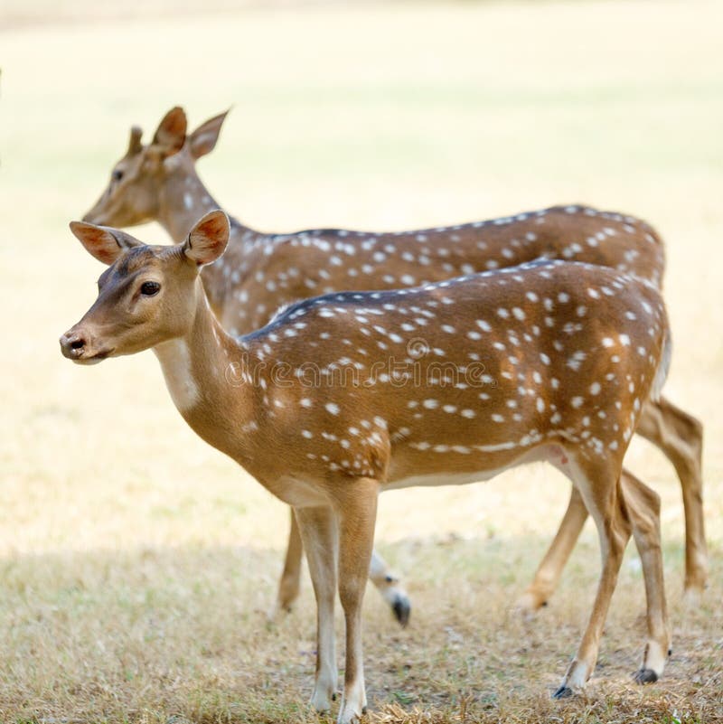 Cute Deer in the Park stock photo. Image of body, standing - 59084506