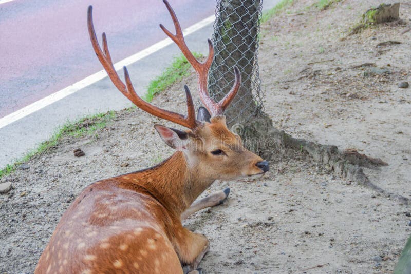 Cute Deer Sitting in a Park in Nara, Japan Stock Photo - Image of buck ...