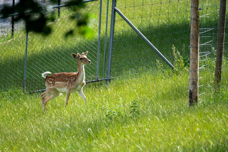 Cute Deer Standing in a Field in the Summer Stock Photo - Image of ...