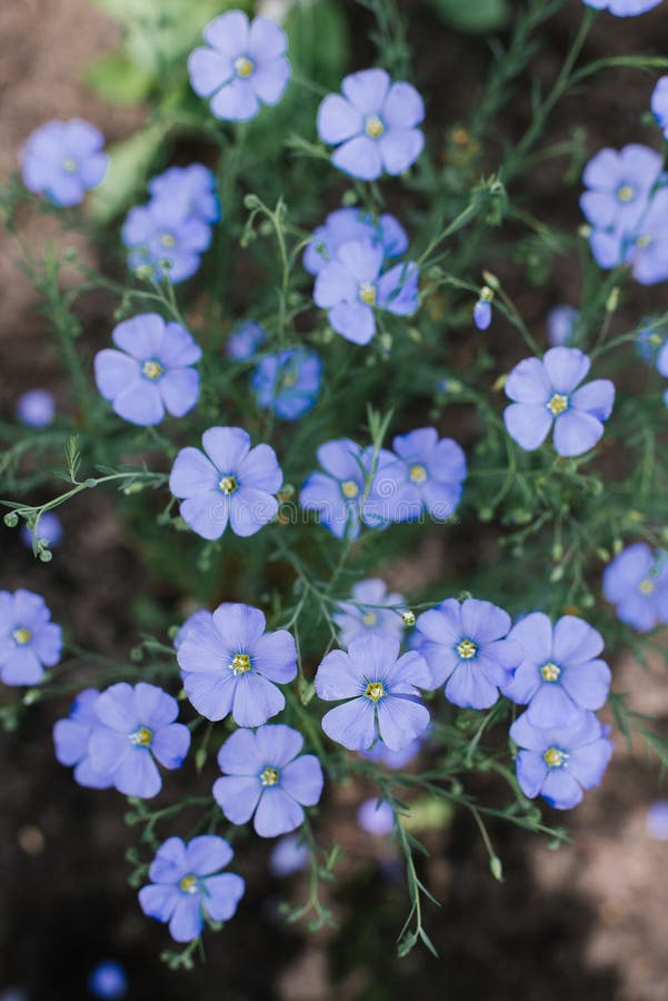 Cute Delicate Blue Flax Flowers in Summer Stock Photo - Image of green ...