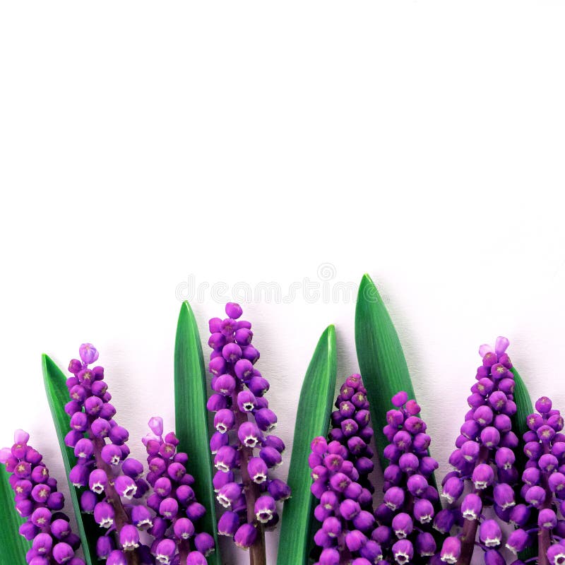 Cute Delicate Bouquet of Purple Spring Flowers Stock Photo - Image of ...