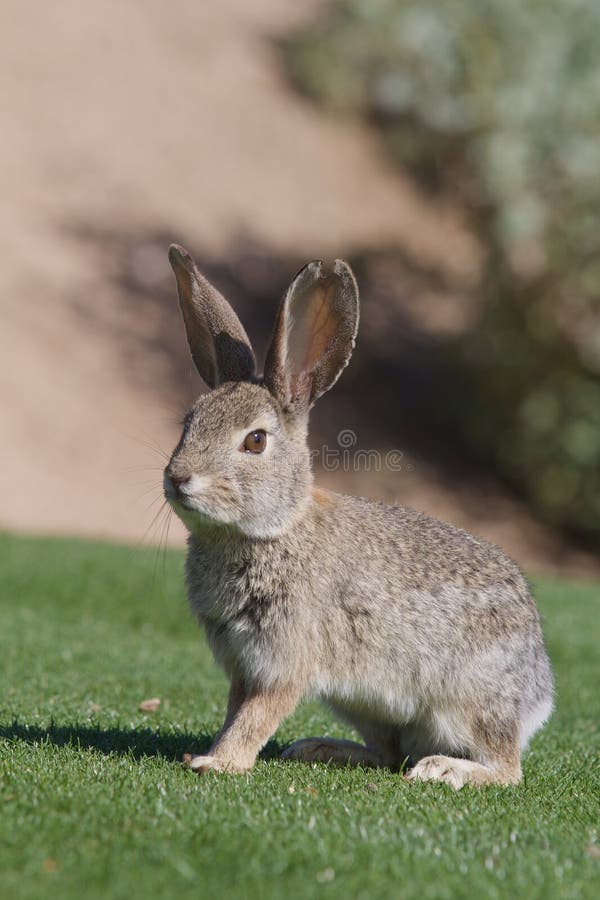 Cute Desert Cottontail Rabbit Stock Photo - Image of outdoors, desert ...