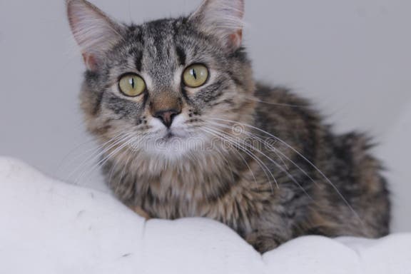 Cute Devil Cat stock photo. Image of republicnigcutedevilcatn - 152366312