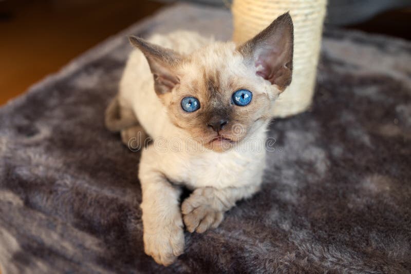 Cute Devon Rex Kitten with Blue Eyes is Laying on the Bed. Stock Photo ...
