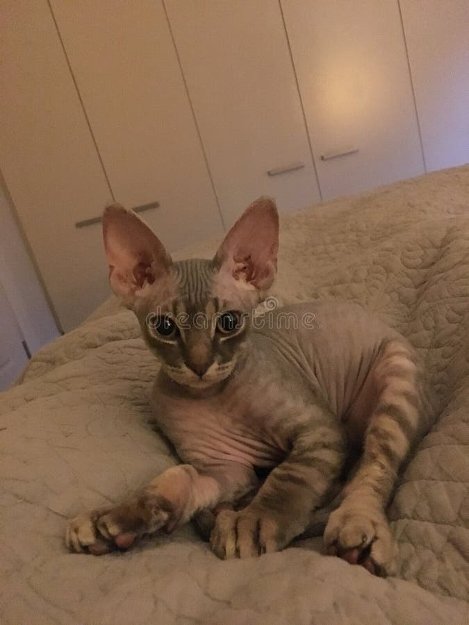 Cute Devon Rex Kitten stock photo. Image of puppy, nose - 291994602