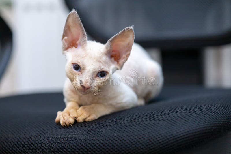 Cute Devon Rex Kitten Sits on a Chair and Rests Stock Image - Image of ...