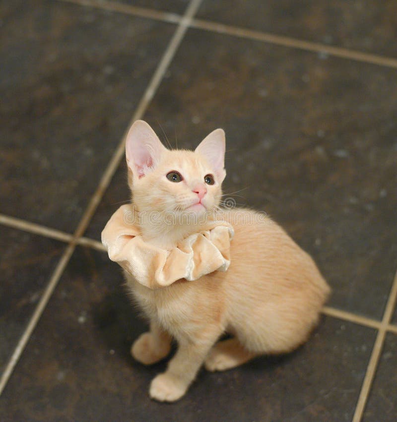 Cute Devon Rex Kitten on a Tiled Floor with a Stylish Tie Adorning Its ...