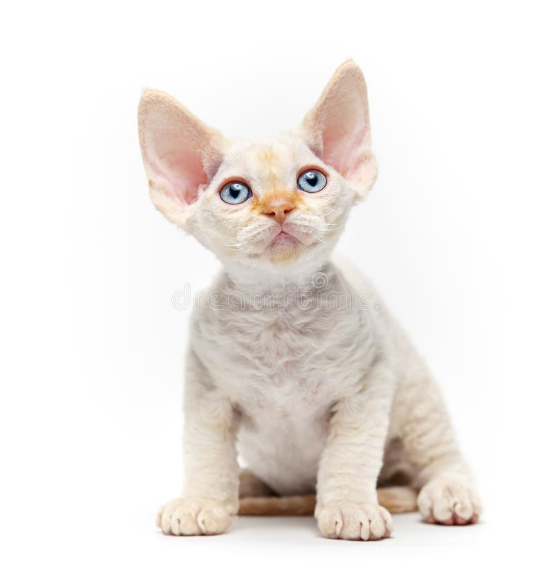 139 Devon Rex Kittens Stock Photos - Free & Royalty-Free Stock Photos from Dreamstime