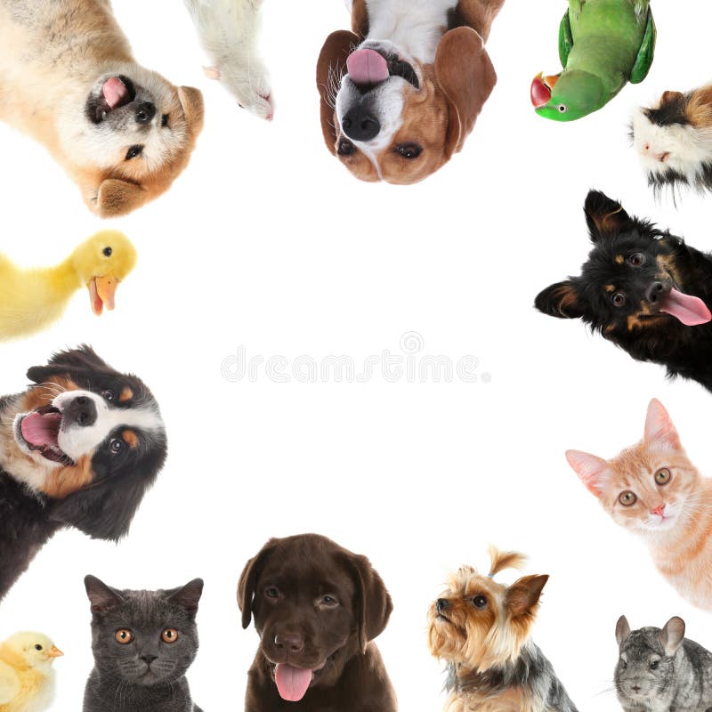 Cute Different Animals on White Background, Collage Stock Photo - Image ...