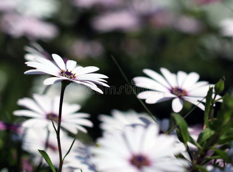 Cute Dimorphotheca White Flowers Stock Photo - Image of nature, green ...