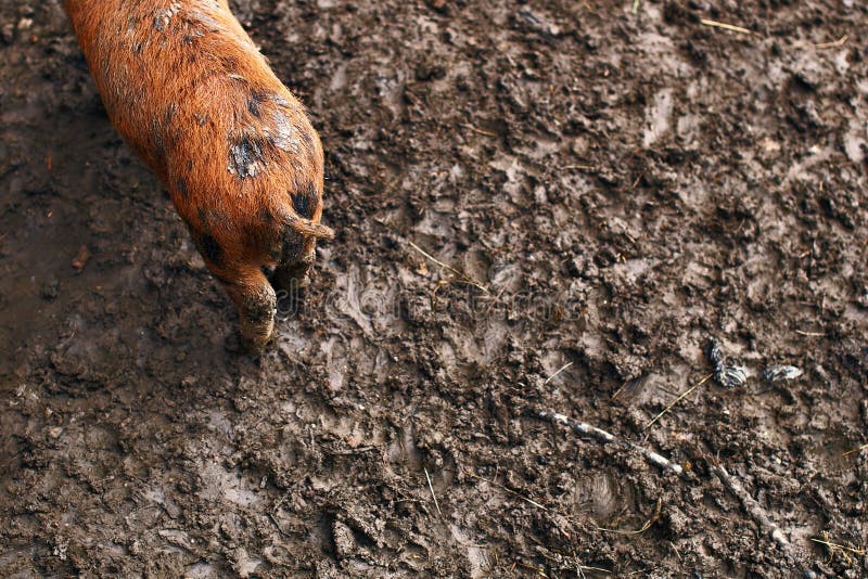 Cute Dirty Piglets on the Farm Stock Image - Image of livestock, cute ...
